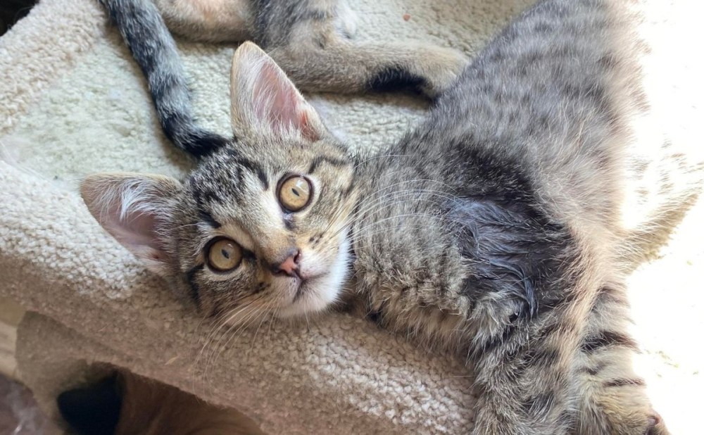 Carlos, Charlie and Casey – www.BrokenPromisesRescue.com