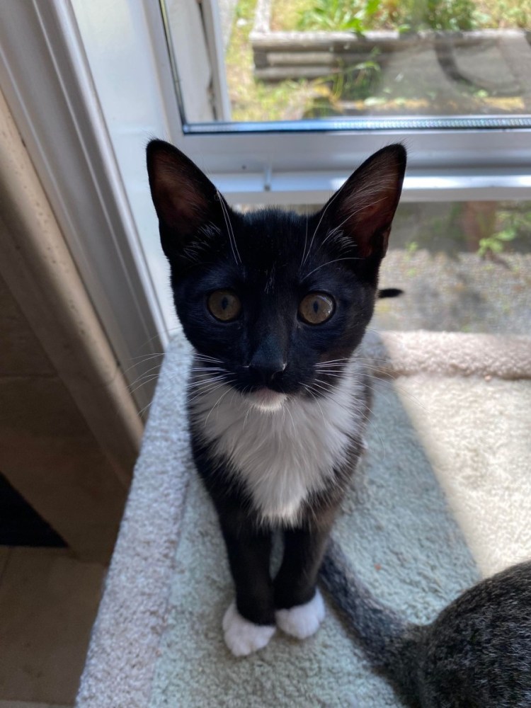 Carlos, Charlie and Casey – www.BrokenPromisesRescue.com