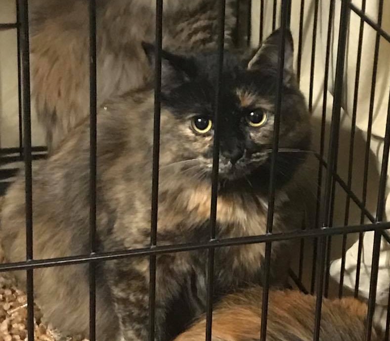 Bobbi – www.BrokenPromisesRescue.com