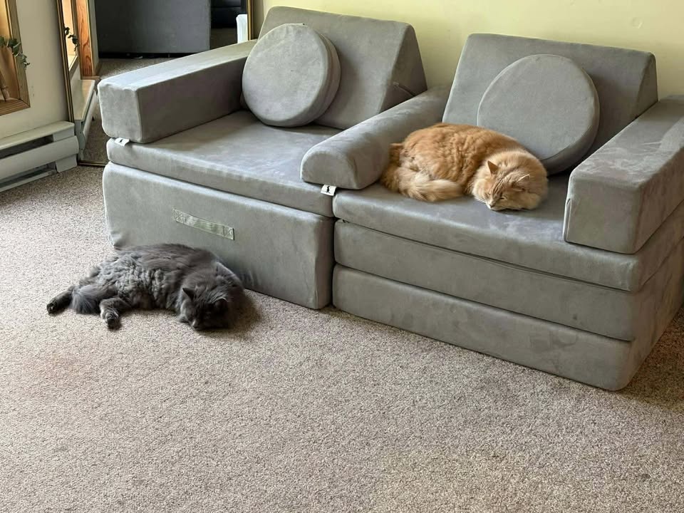 Cutie Pie and Fi (bonded pair) – www.BrokenPromisesRescue.com